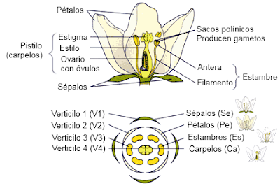 B.log.ia 2.0: La flor