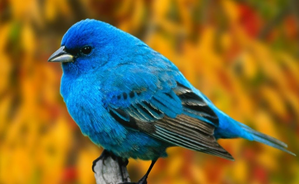 El Rincon de Lilly: Aves e Insectos XIV