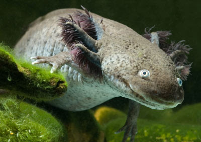 Zoo Animals: Axolotl