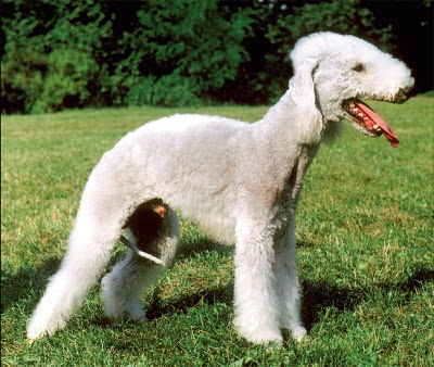 Bedlington Terrier Breed and Photos and Videos | List of Dogs Breeds