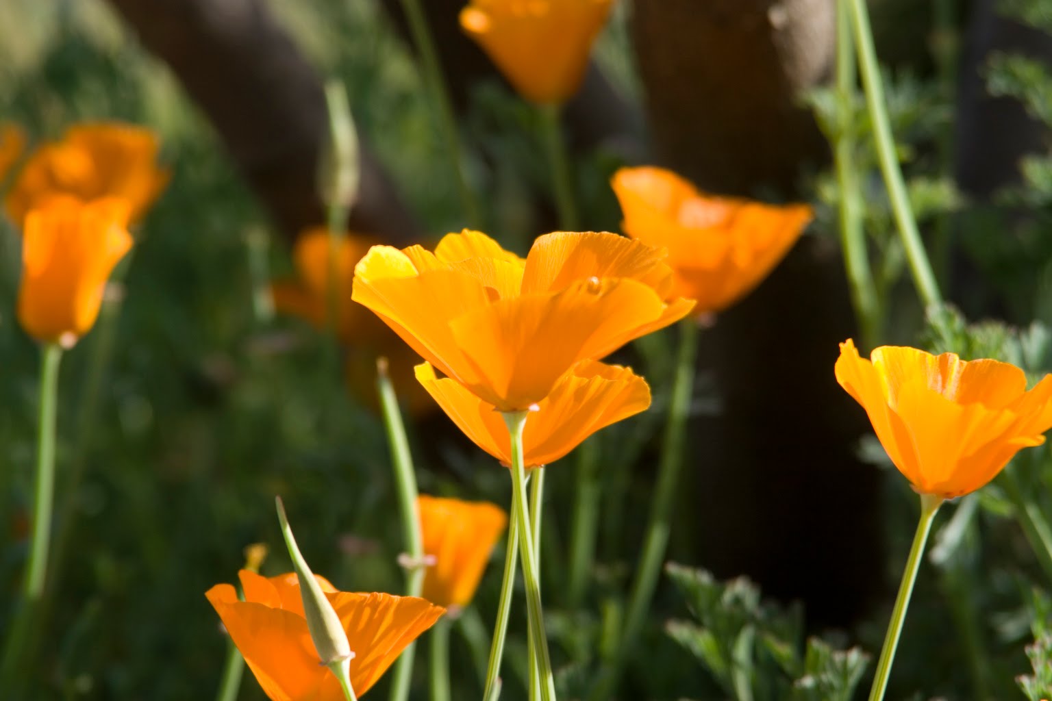 Elizabeth Toller Productions