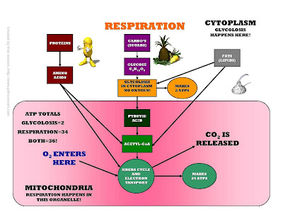 science world: CELLULAR RESPIRATION