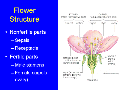 science world: REPRODUCTION AND DEVELOPMENT OF FLOWERING PLANTS ...