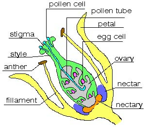 science world: REPRODUCTION AND DEVELOPMENT OF FLOWERING PLANTS ...