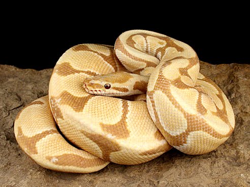 Piton Bola Blog: PITON BOLA, GUIA DE DISTINTAS FASES