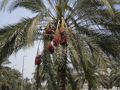 uitentuis: Daar sal dadels van kom