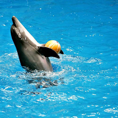 uitentuis: Dolfyne in Dubai