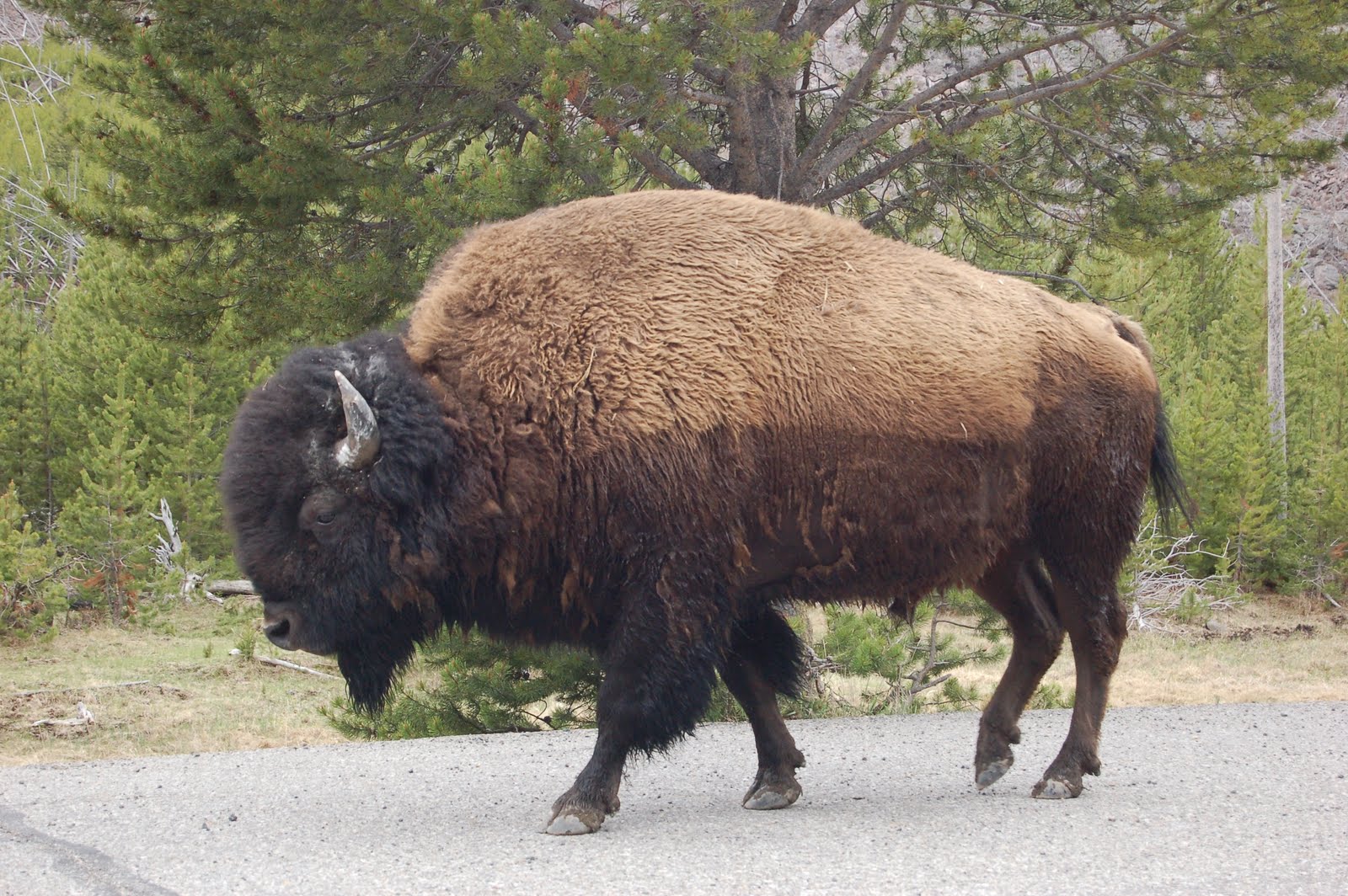 National Park-to-Park Highway Tour 2010: May 2010