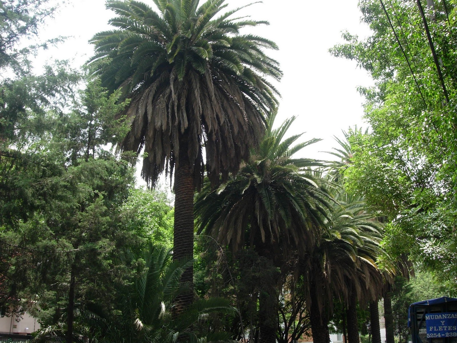 Siglo en la brisa: Árboles comunes de la ciudad de México (1/2)