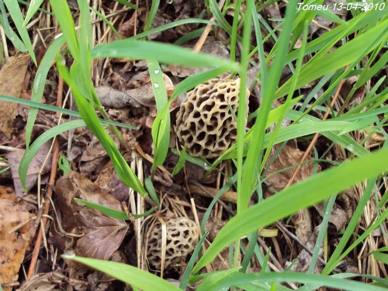 El Bloc d'en Tomeu: Abril - Múrgoles de Ribera o de Freixe