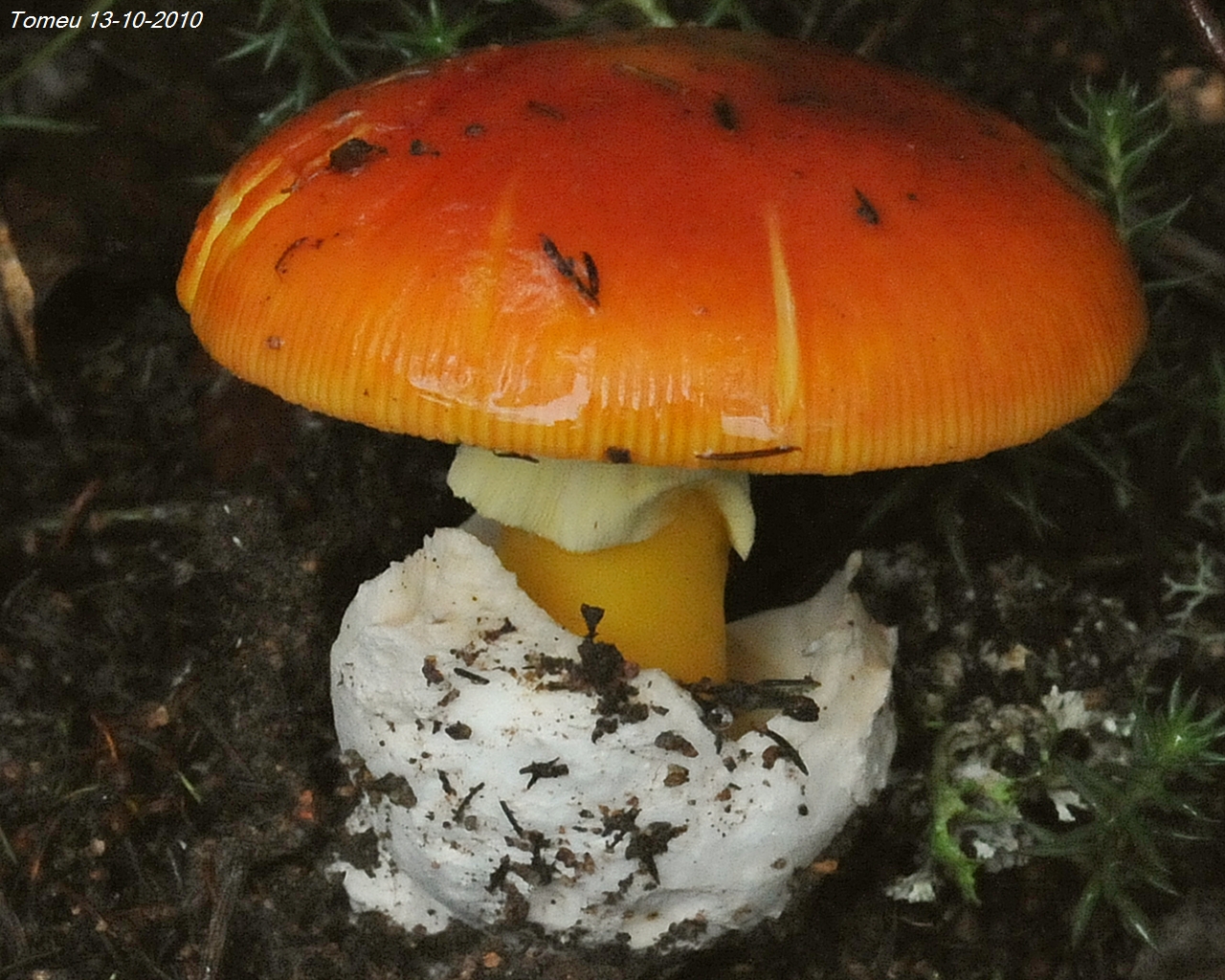 El Bloc d'en Tomeu: Bolets per tot arreu, varietat de colors i aromes