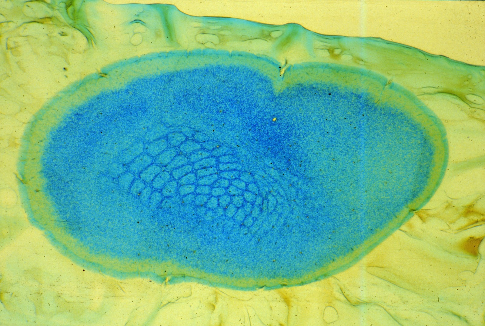 Peter's Blog: Brain Plasticity & The Mind