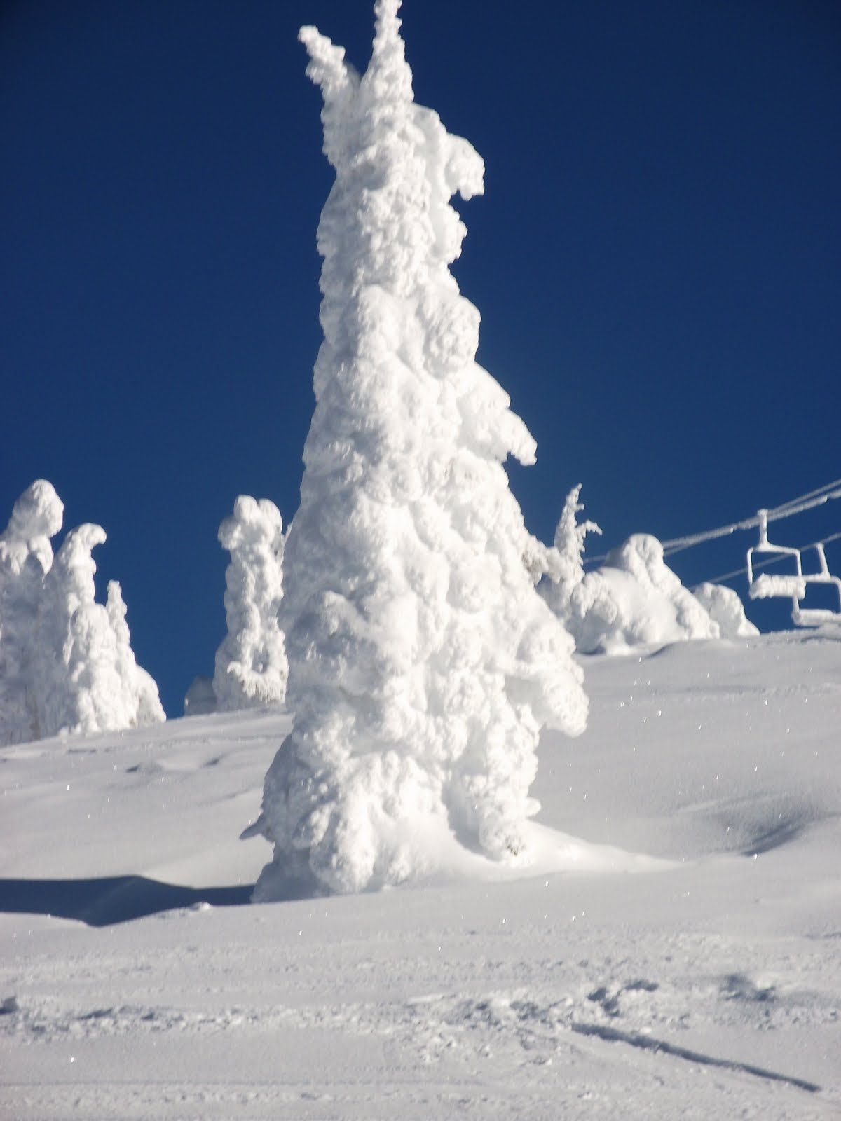 Little Leonards on the Prairie: Snow Ghost Trees...