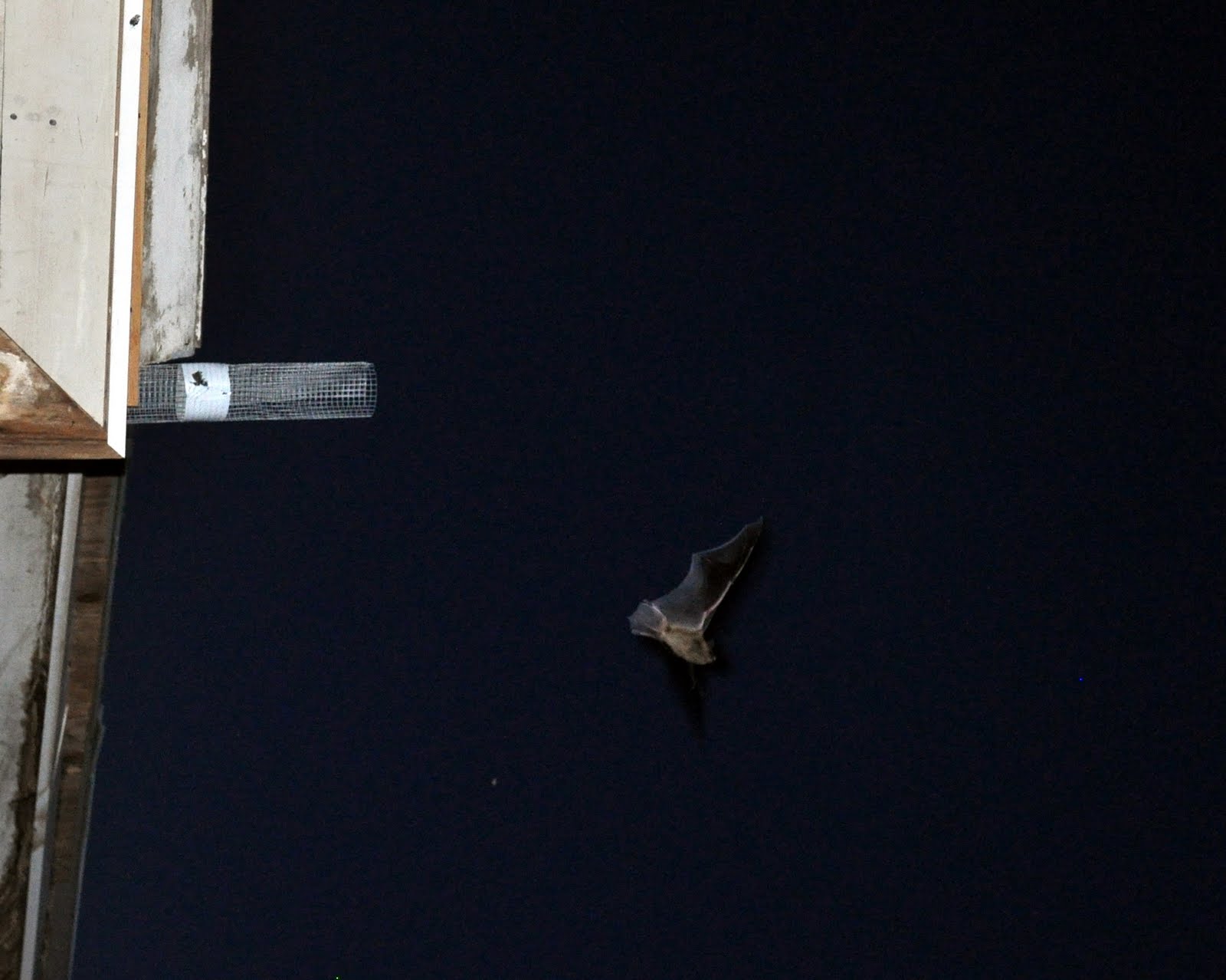 New England Photos: Bat Tube