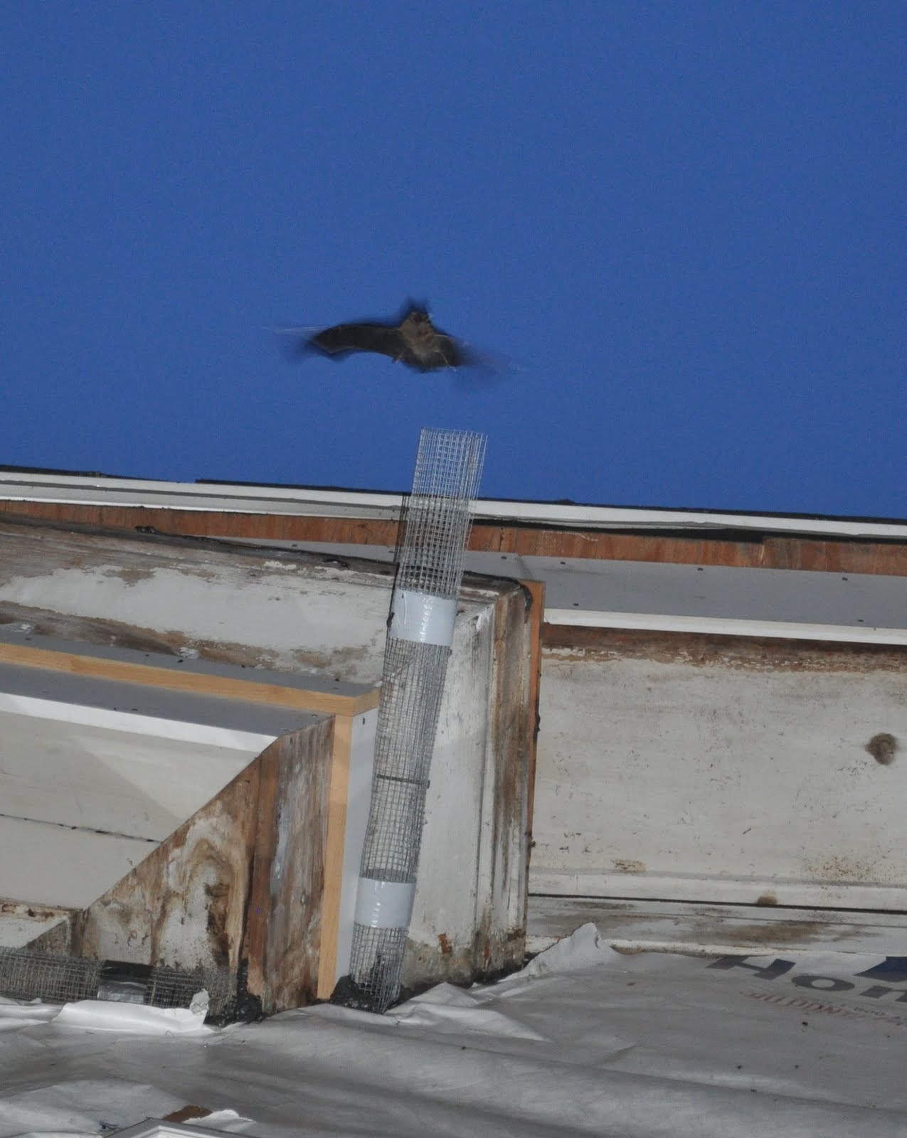 New England Photos: Bat Tube