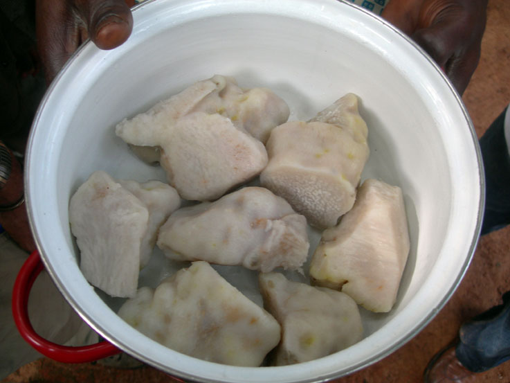 Pictures of African Cocoa Farming: African Yams (3)