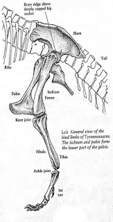 dinosaur | dinosaur games: DINOSAUR ANATOMY part 3