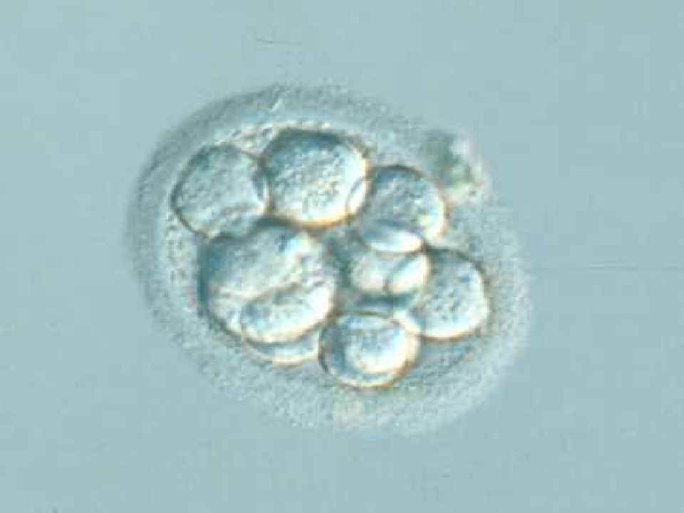 CIENCIAS PARA EL MUNDO CONTEMPORÁNEO (32): Imágenes del desarrollo ...