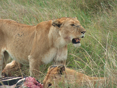 goodbye, kneidel: Crisis in the Great Plains: Animals Have the Answer