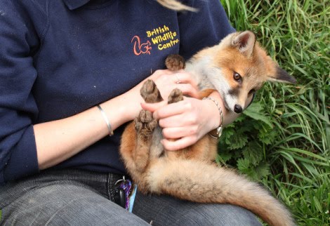 A Single Season: Ati vazut un pui de vulpe