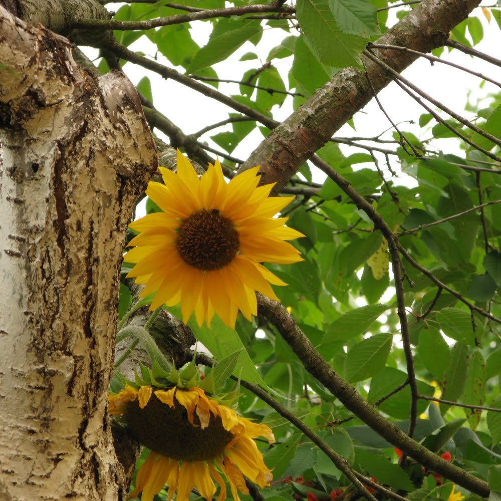 marmalus: Lietuviška vasara