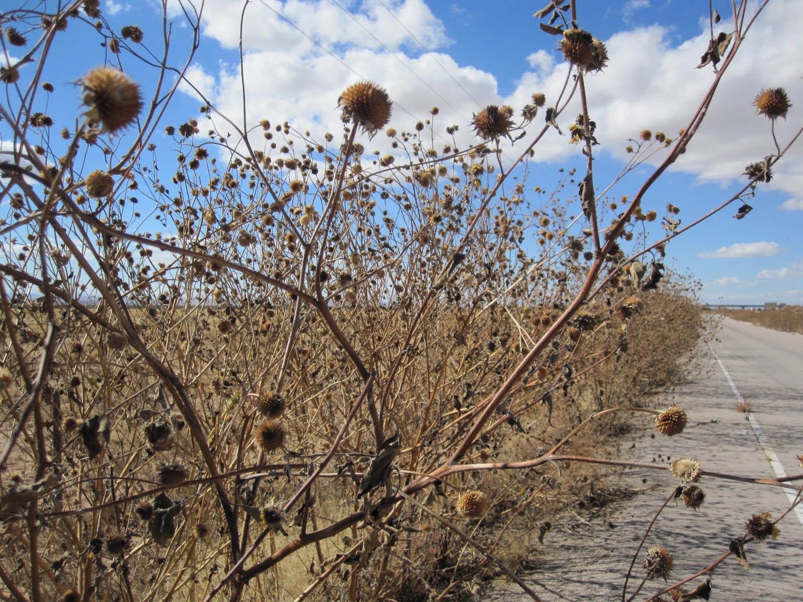 Go West, Old Man: Day 137: Tumbleweeds