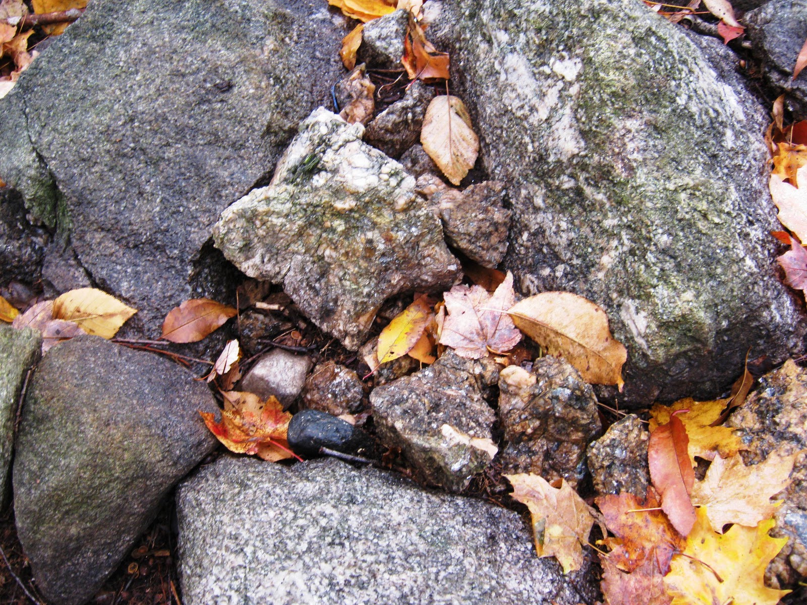 Waking Up on Turtle Island: xenolith/xenocryst