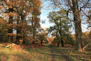 Ness Photography: Research - Ed Collacott