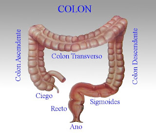 aparato digestivo: intestino grueso