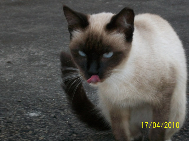 ღ Gatos Encantadosღ: Gatos Encantados – Dia de FAXINA