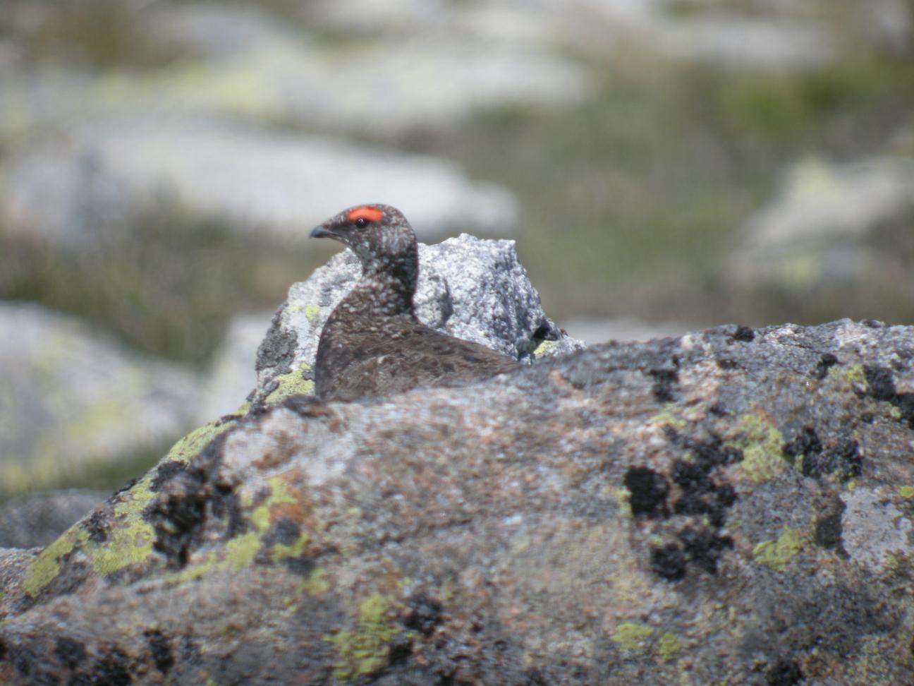 La bonuca de Odón: PIRINEOS