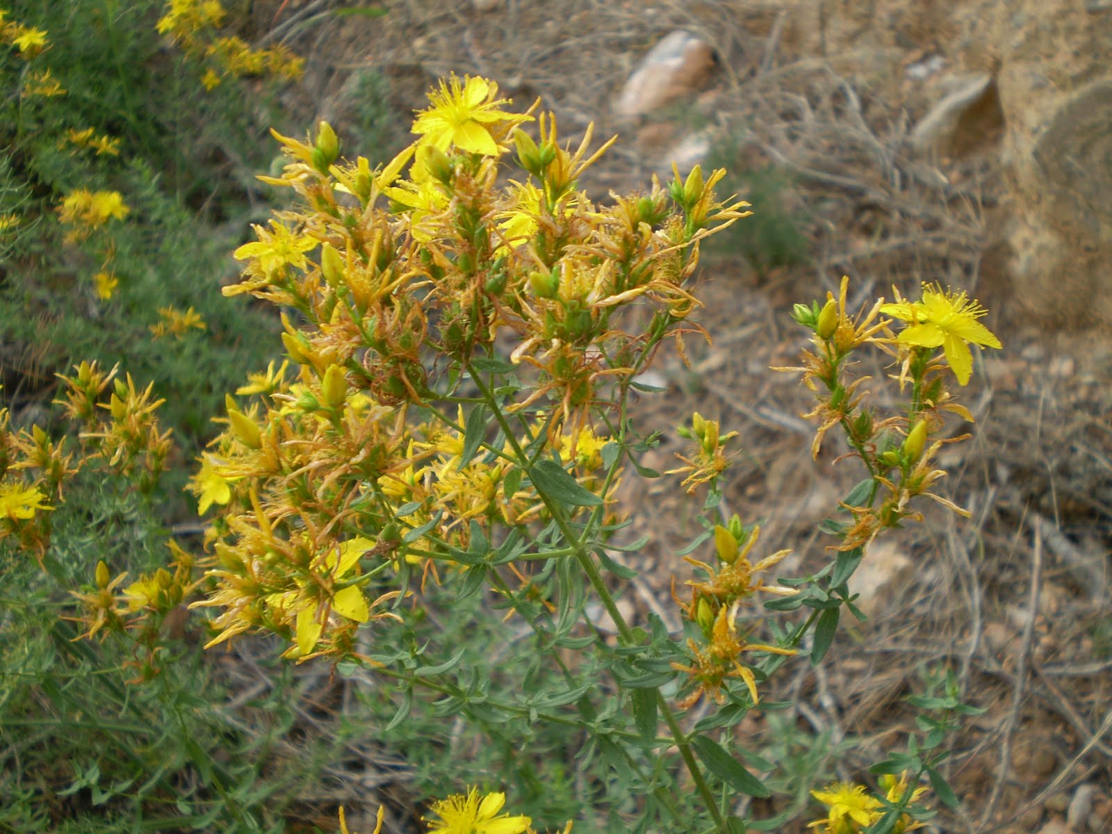 Hierba de San Juán, Pericon (Hypericum perforatum) | JOSE MARIA ACOSTA ...