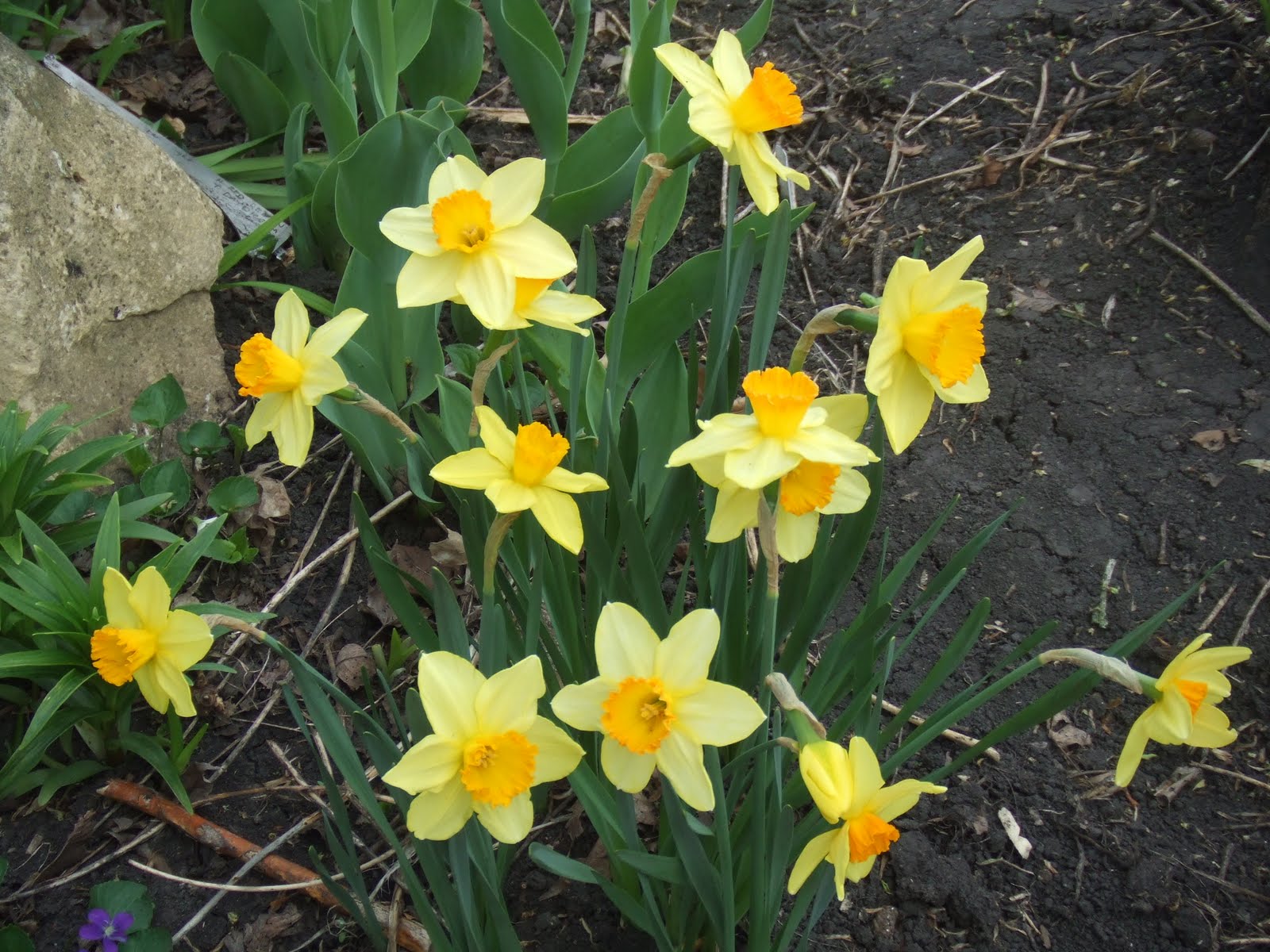 The Suburban Gardener: Daffodils