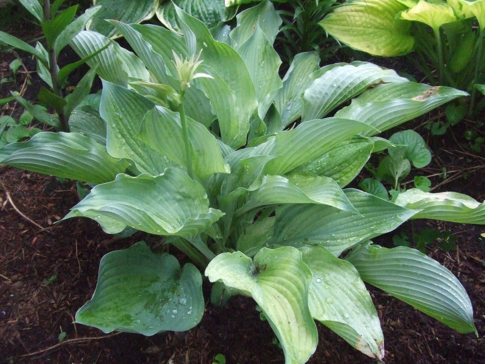 The Suburban Gardener: Lots of Hostas