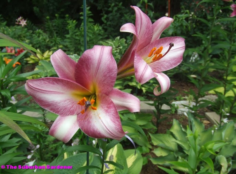 The Suburban Gardener: Trumpet Lily Pink Perfection
