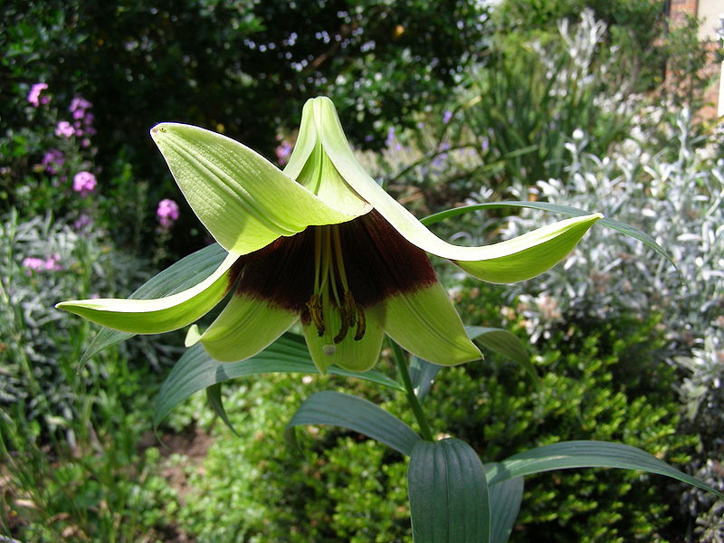 The Suburban Gardener: Lilium Kushi Maya
