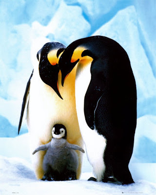 ♥ Love Pinguins ♥