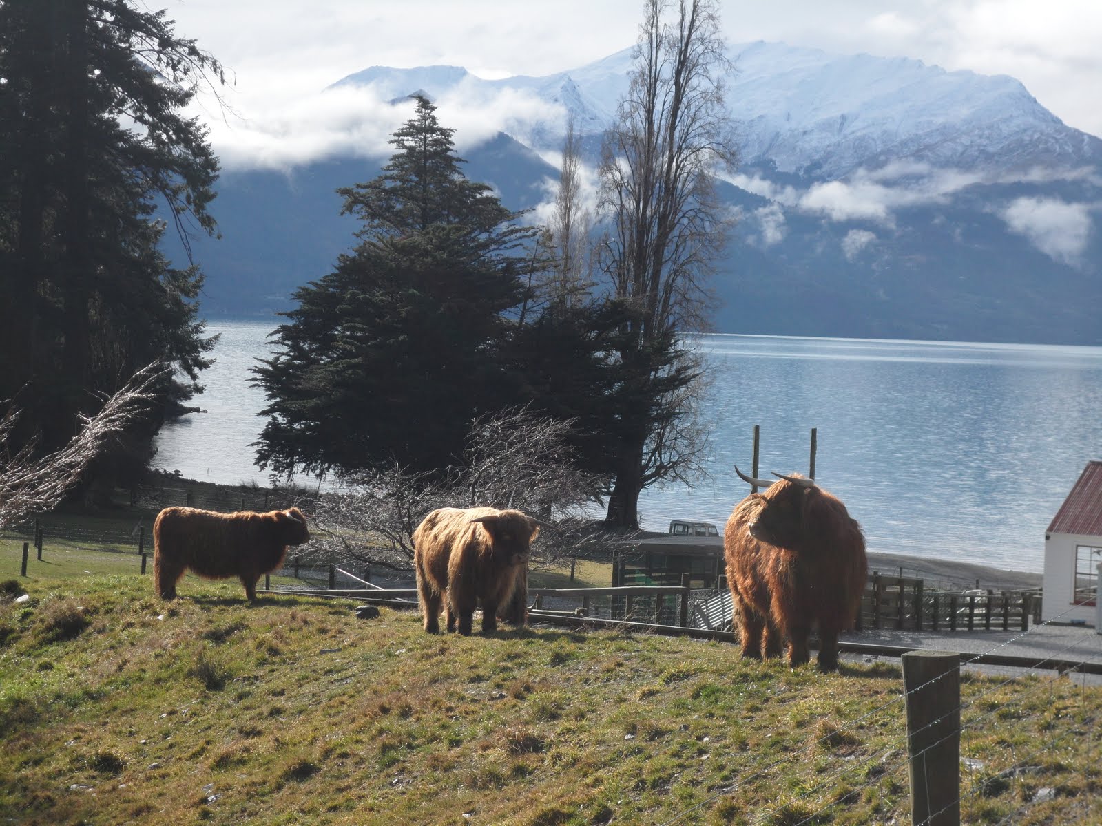 Travels with Beth: Walter Peak Sheep Station