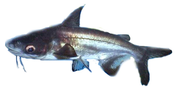 Pusat Penjualan Ikan Patin