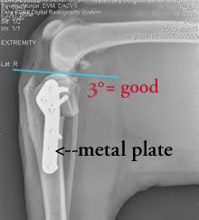 Live Strong, Koda!: TPLO explained with XRAYS