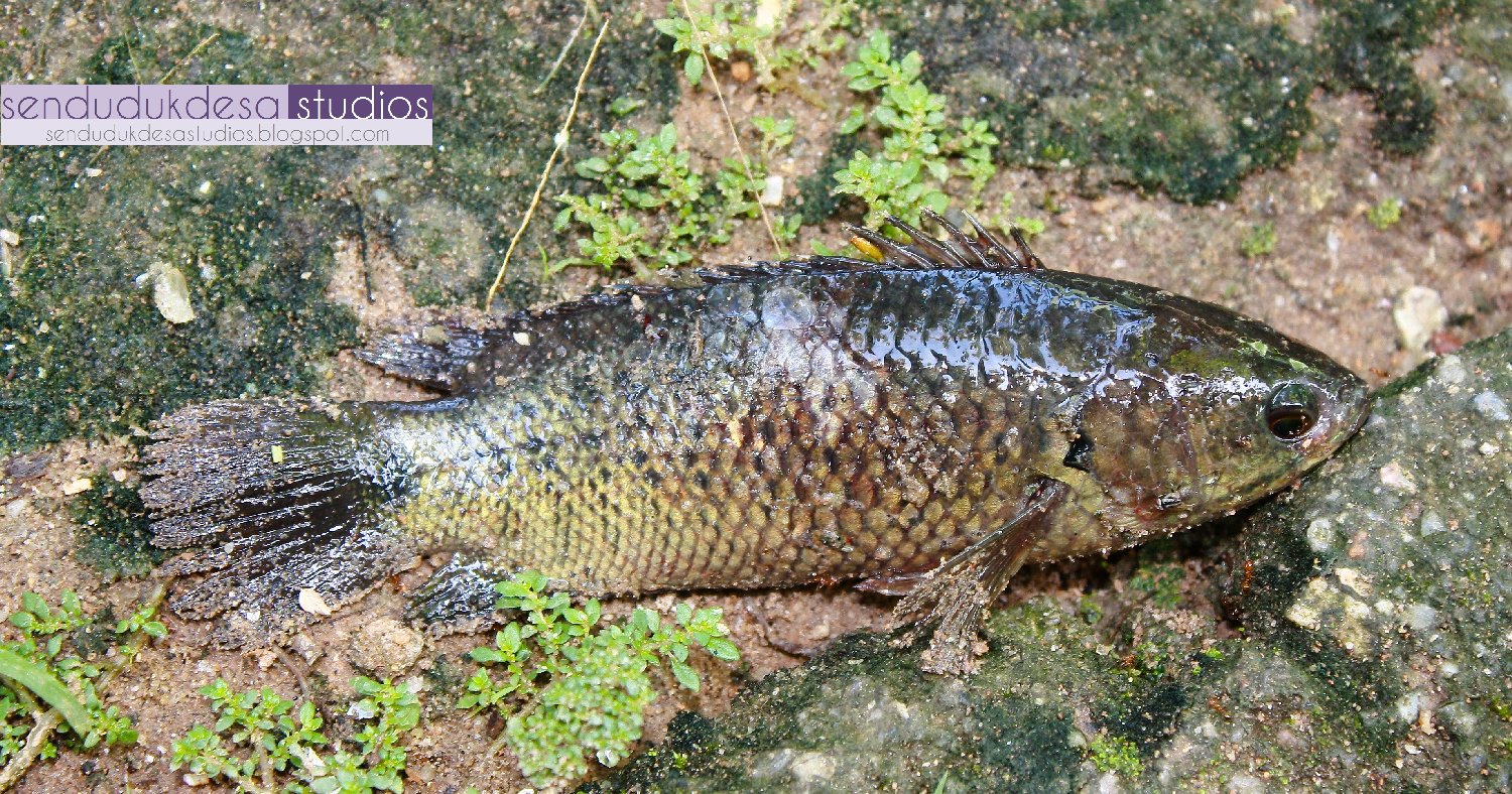 sendudukdesa journal: Menyiang Ikan Puyu