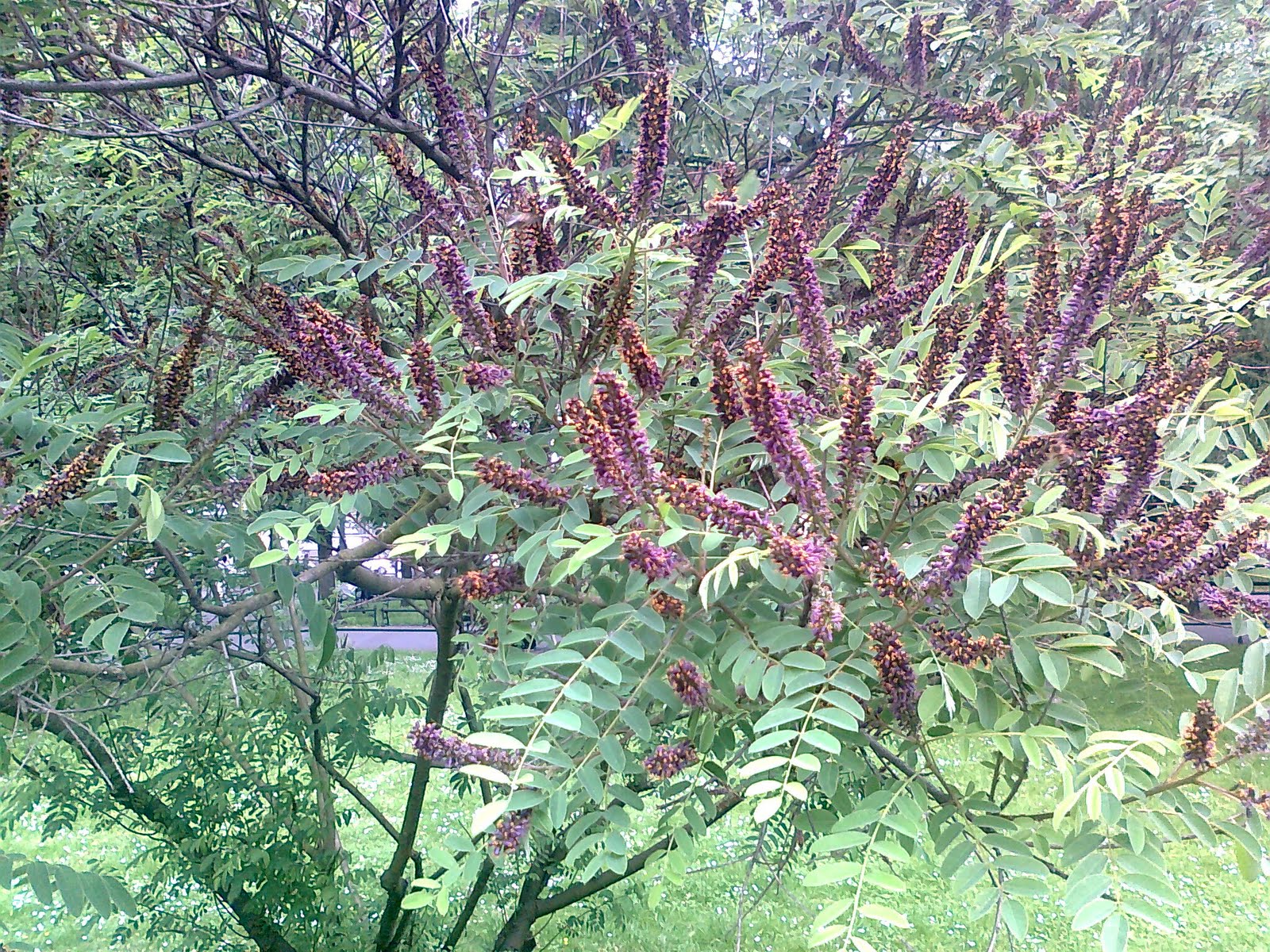 Amorfa krzewiasta / indygowiec zwyczajny