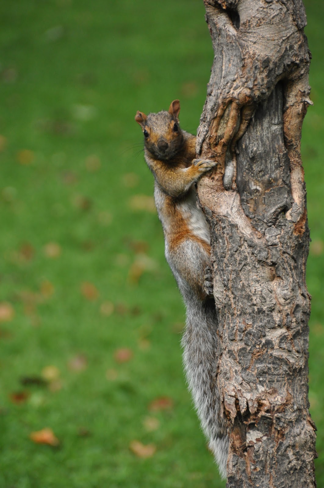 Westmount Squirrels: More generally great squirrel poses