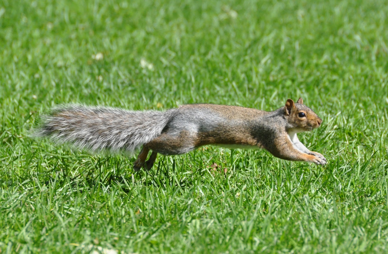 Westmount Squirrels: Squirrels in action