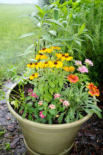 Milkweed Gardens: Florida-Friendly Butterfly Container Gardening Follow-Up