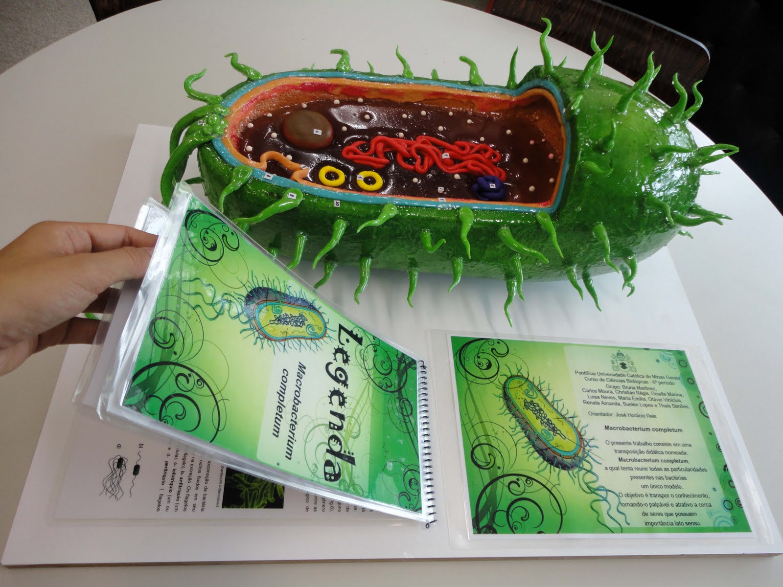 How to Create 3D Plant Cell and Animal Cell Models for Science Class ...