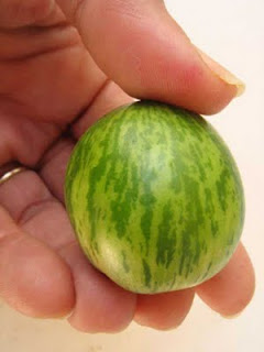 storyplus: Is this the world's smallest watermelon?
