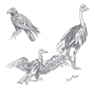 Las Pinturas de Riccardangelo: Bocetos de aves con lapiz. 2001