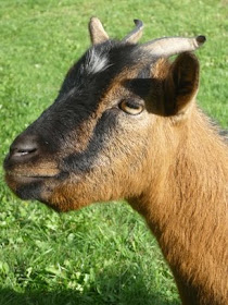 De kleuterboerderij: Gitte als lammetje