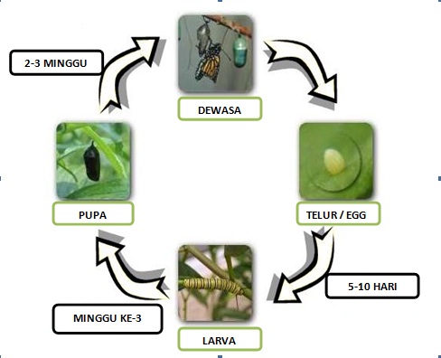 beaUTY QueeN: KITAR HIDUP HAIWAN